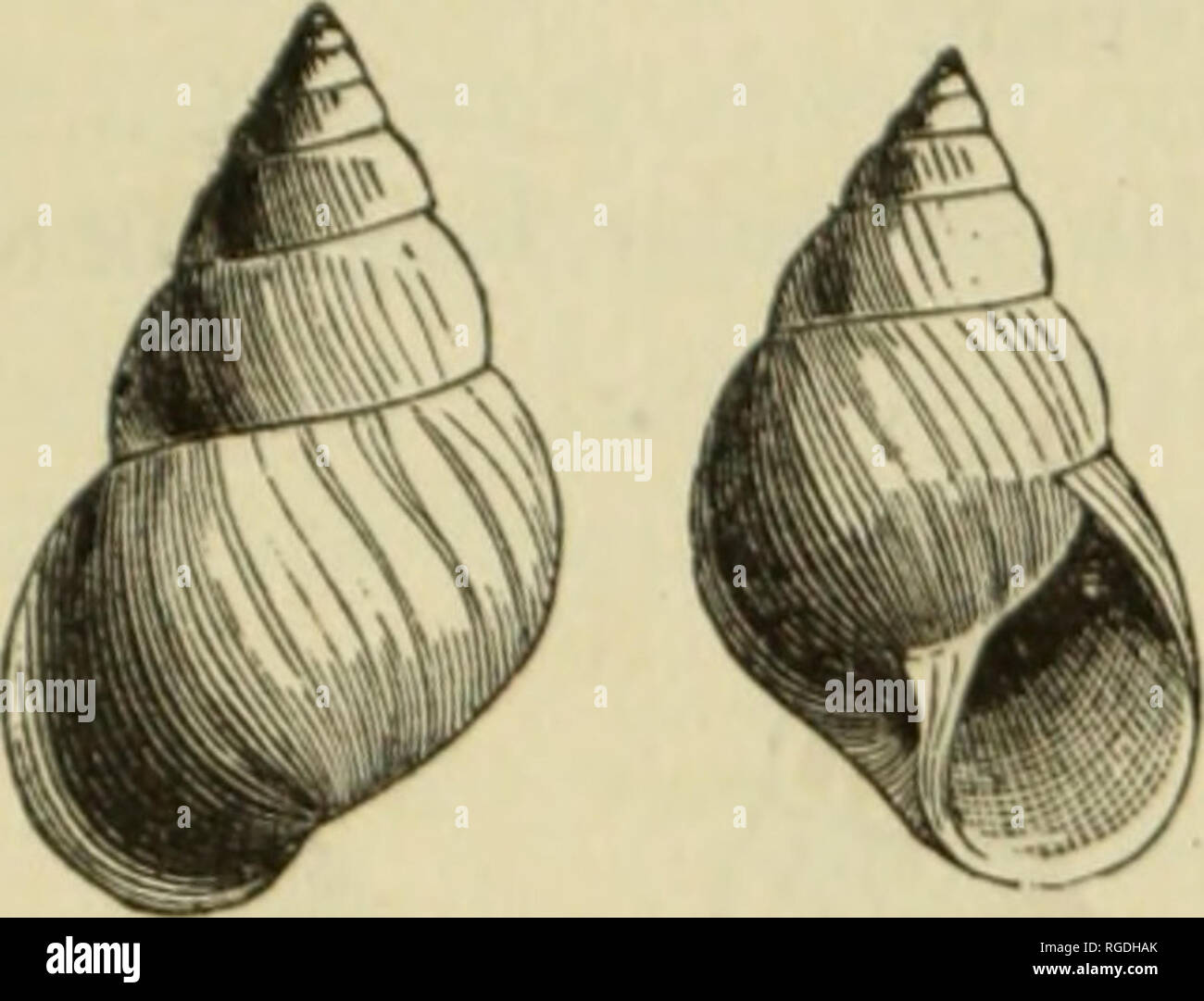 Vittae hi-res stock photography and images - Alamy