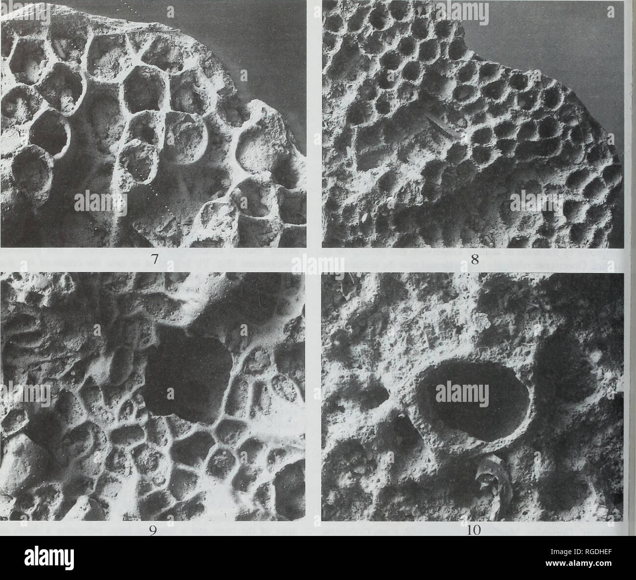 Quincuncial High Resolution Stock Photography and Images - Alamy