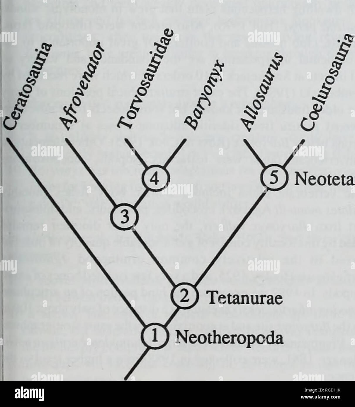 Ceratosaurs hi-res stock photography and images - Alamy