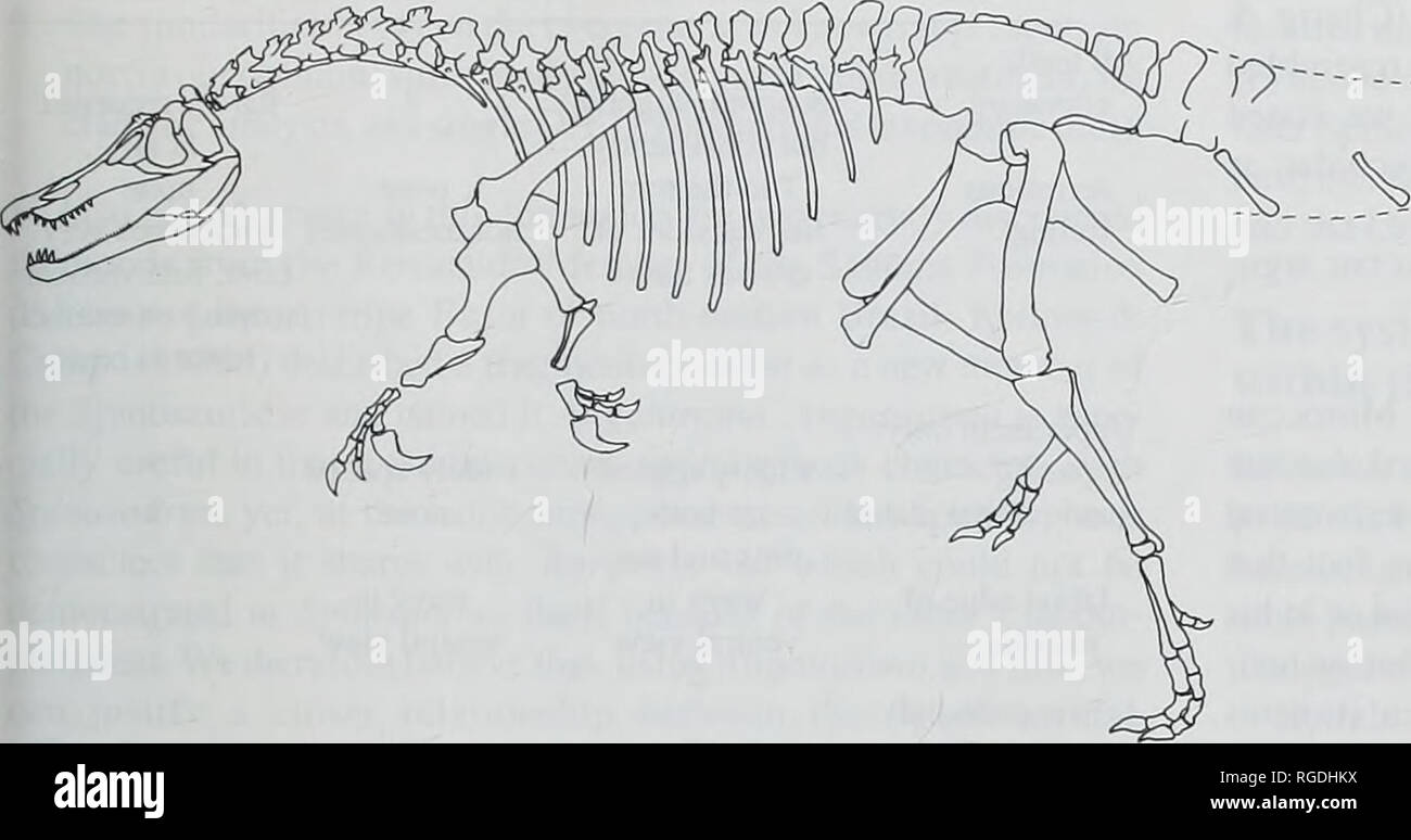 Ichthyovenator Skeleton