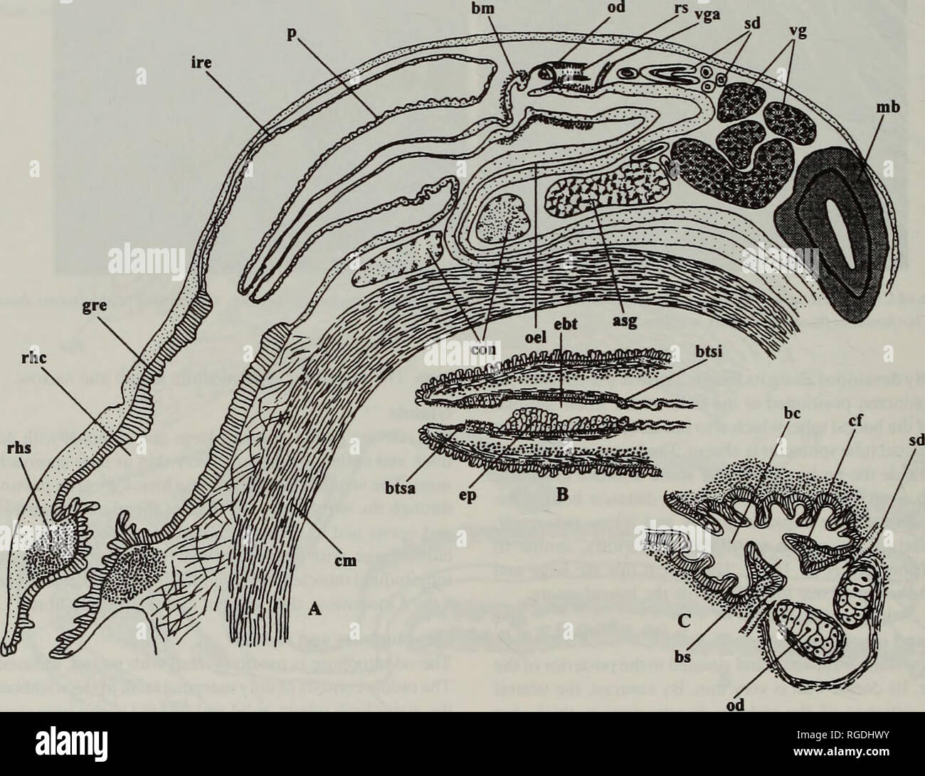 . Bulletin of the Natural History Museum Zoology. 60 Y.I. KANTOR, A ...