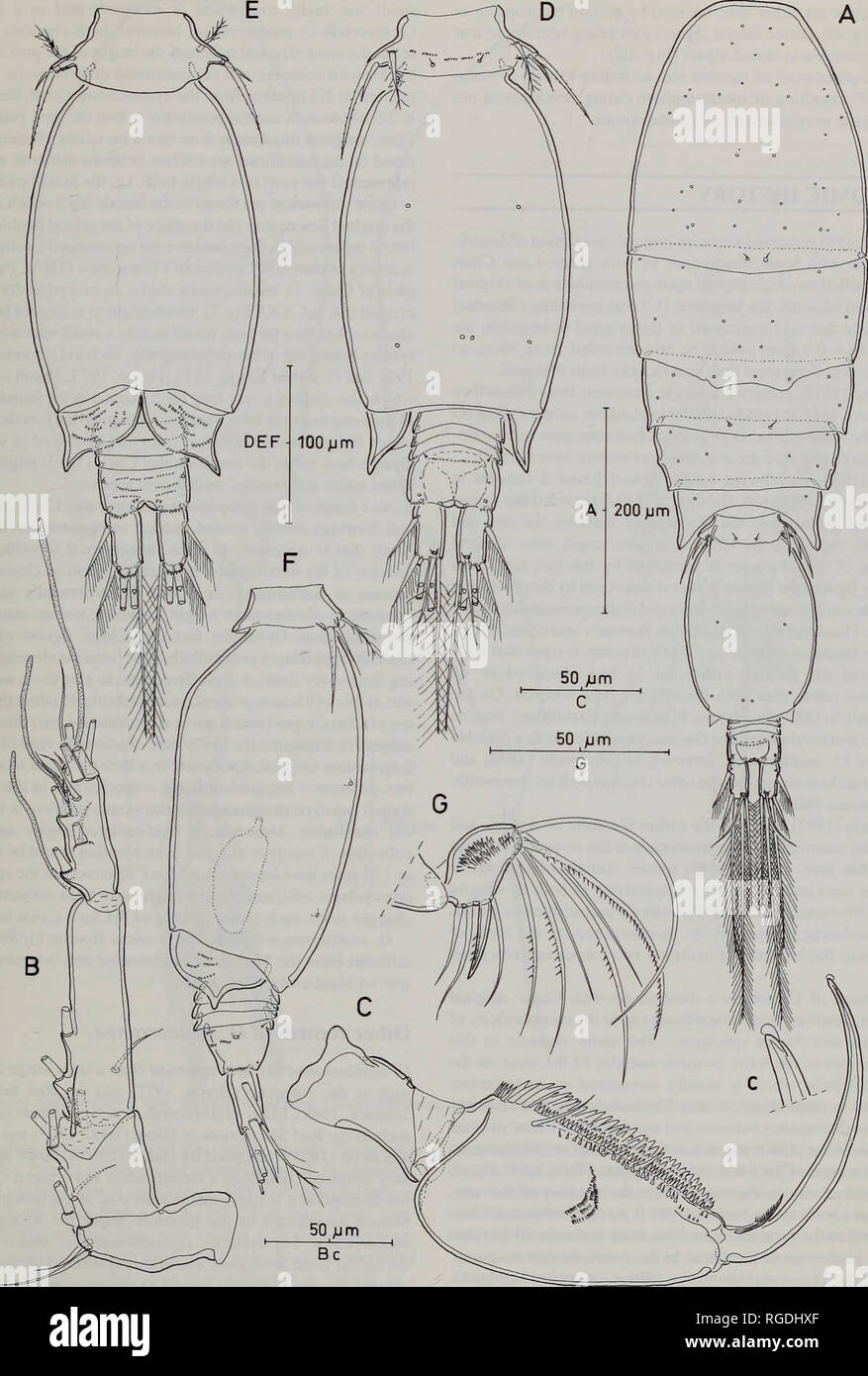 . Bulletin of the Natural History Museum Zoology. MORPHOLOGY OF ONCAEA ...