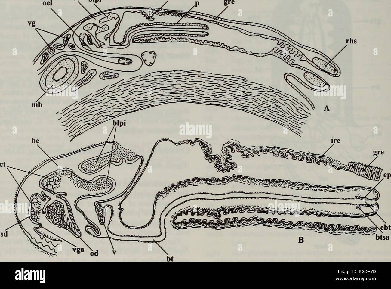 . Bulletin of the Natural History Museum Zoology. btsa Fig. 2 ...