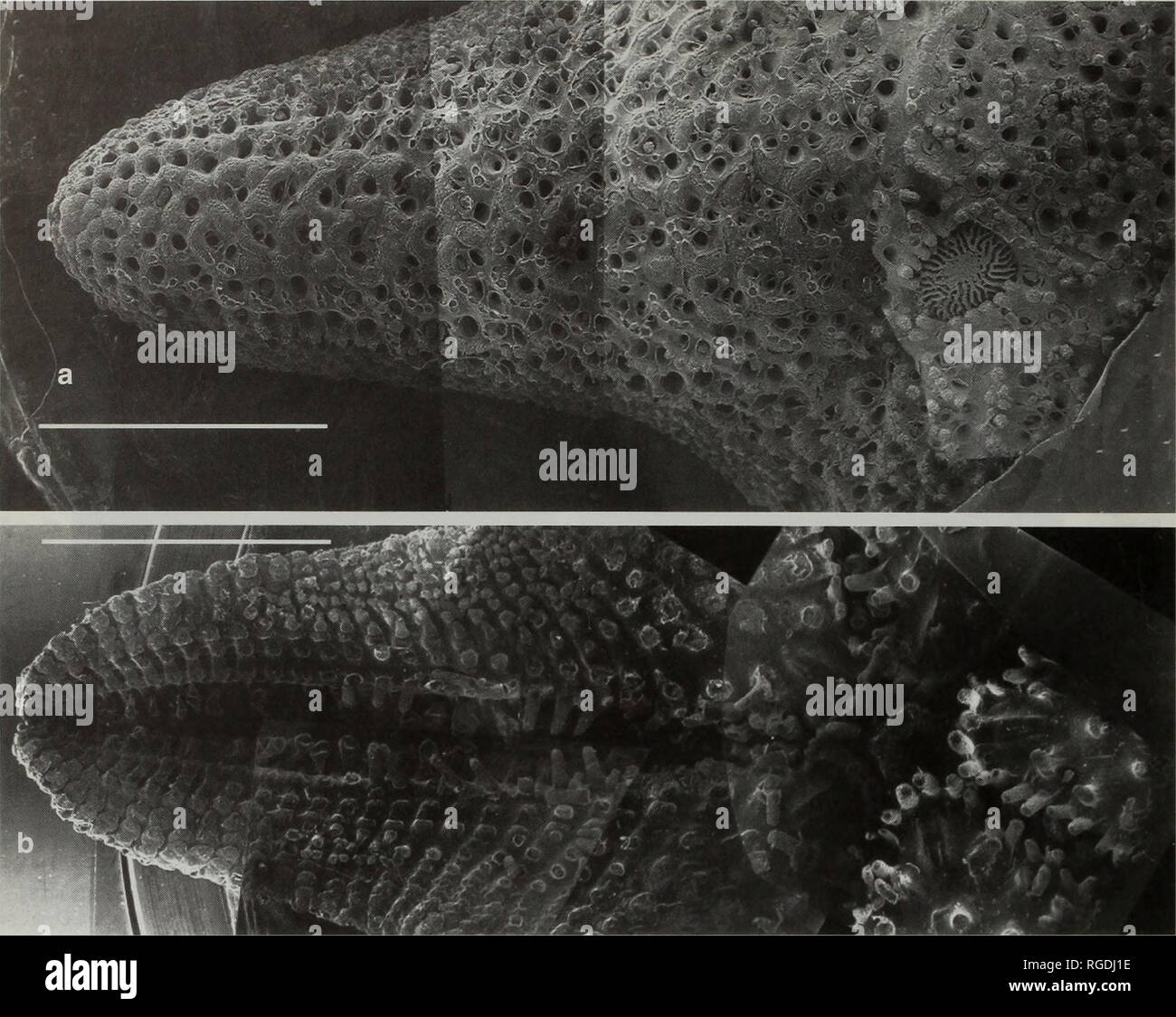 Green algae micrograph hi-res stock photography and images - Alamy