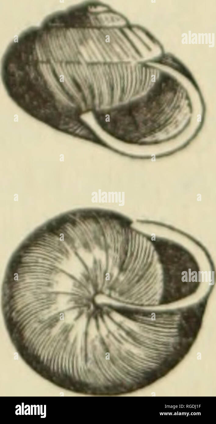 Globose shell hi-res stock photography and images - Alamy