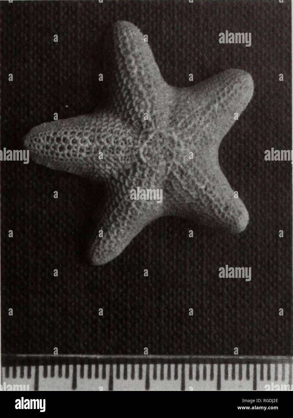 Patiriella hi-res stock photography and images - Alamy