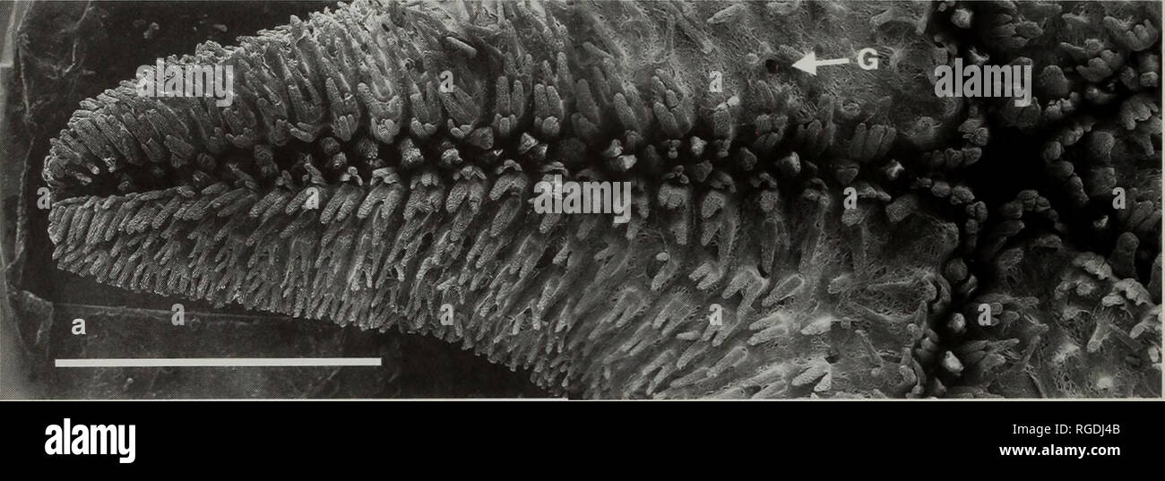 . Bulletin of the Natural History Museum Zoology. 130 A.C. CAMPBELL AND ...