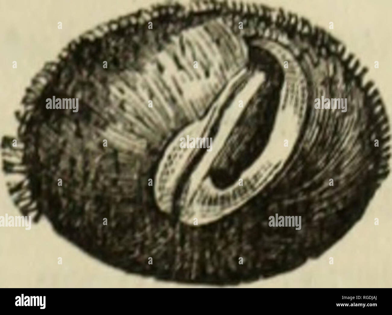 Lesser tubercle hi-res stock photography and images - Alamy