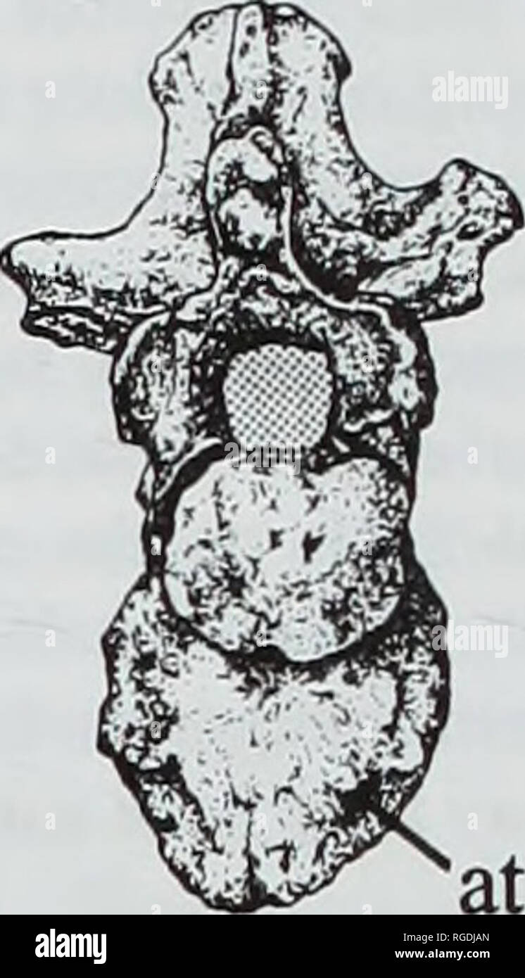 Prezygapophyses hi-res stock photography and images - Alamy