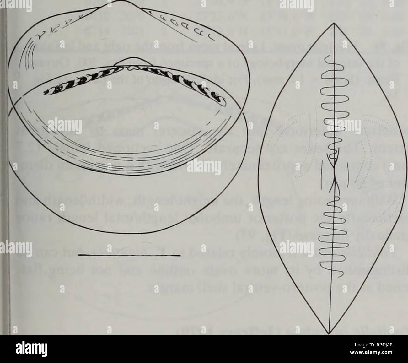 Secretory cells hi-res stock photography and images - Alamy