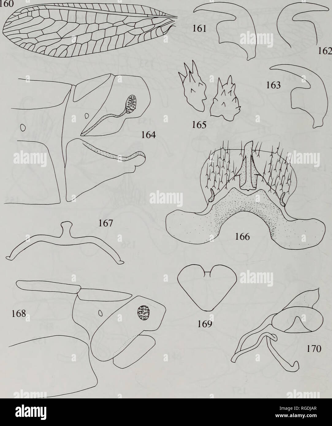 . Bulletin of the Natural History Museum Entomology. 196 S.J. BROOKS ...