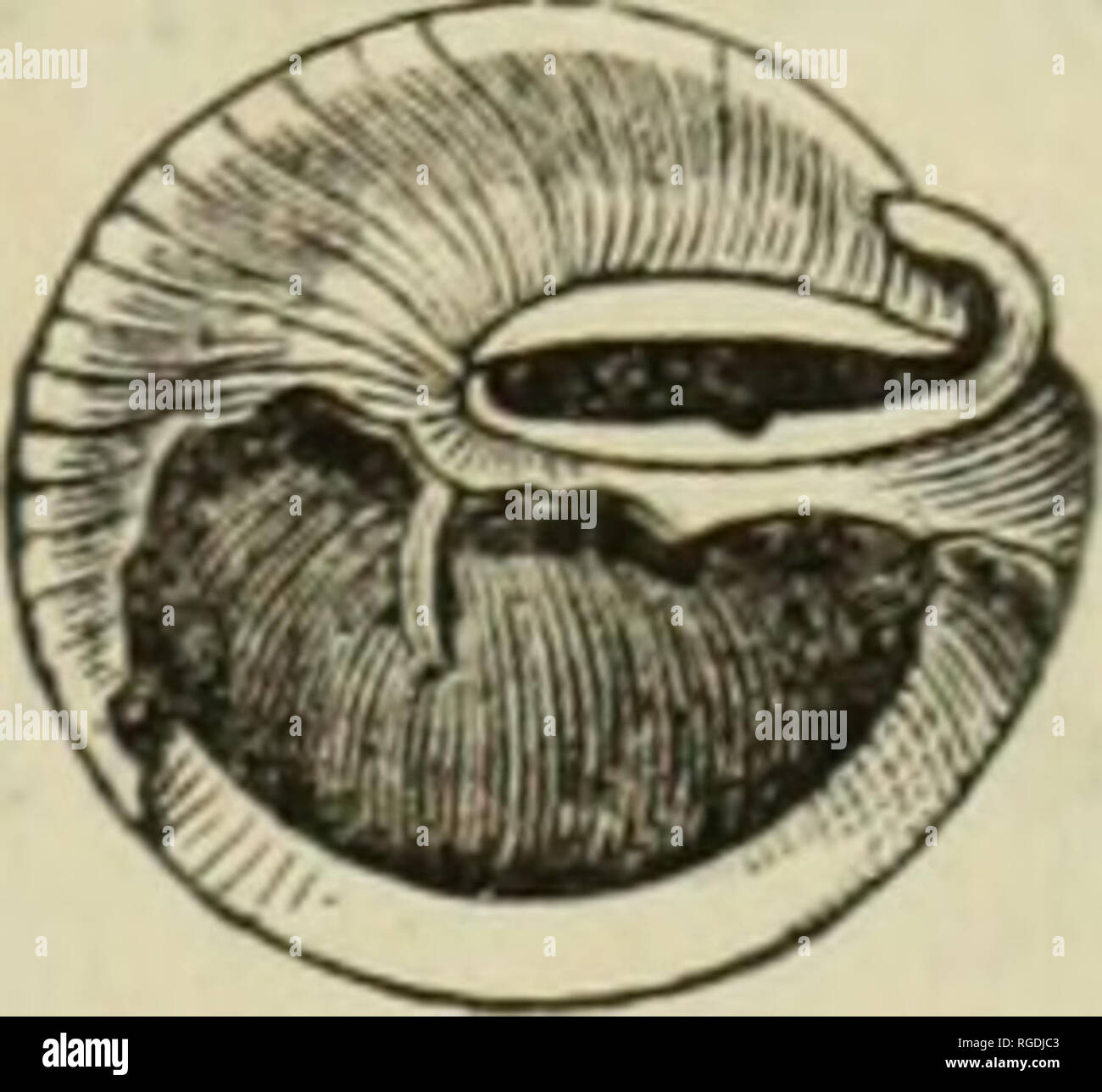 Denticulation hi-res stock photography and images - Alamy