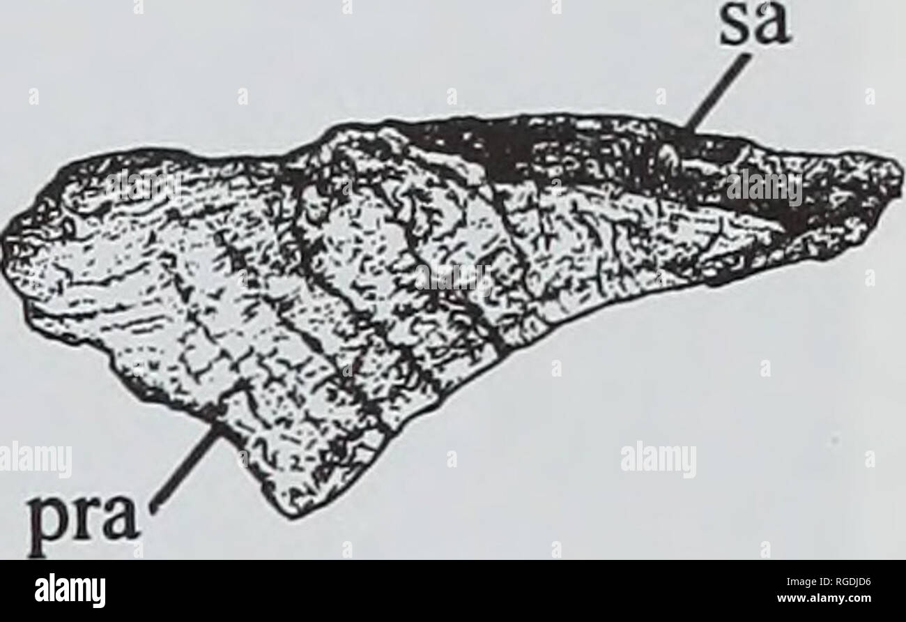 Angular sizes hi-res stock photography and images - Alamy