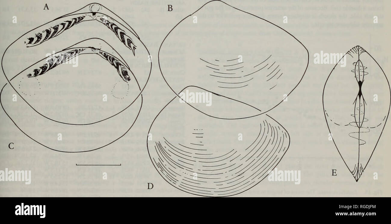 . Bulletin of the Natural History Museum Zoology. DEEP-SEA PROTOBRANCHIA (BIVALVIA) The type ...
