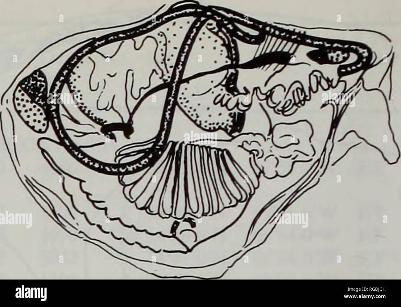 . Bulletin of the Natural History Museum Zoology. 54 J.A. ALLEN, H.L ...