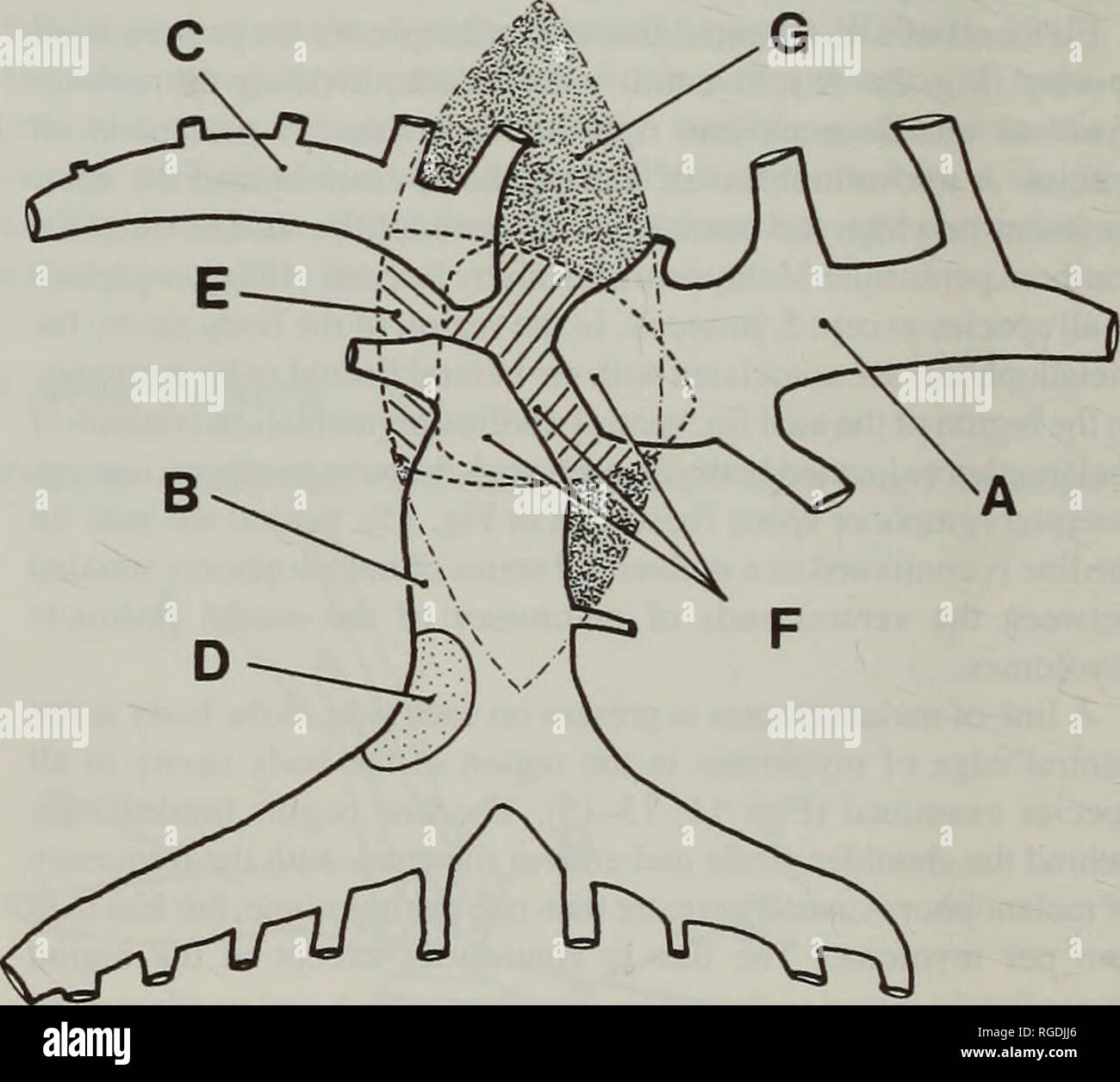 Pneumatic bladder hi-res stock photography and images - Alamy