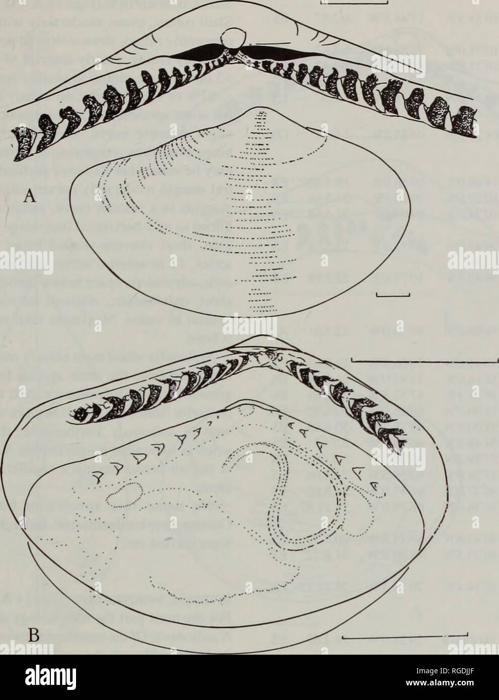 . Bulletin of the Natural History Museum Zoology. DEEP-SEA PROTOBRANCHIA (BIVALVIA) 109. Fig. 11 ...