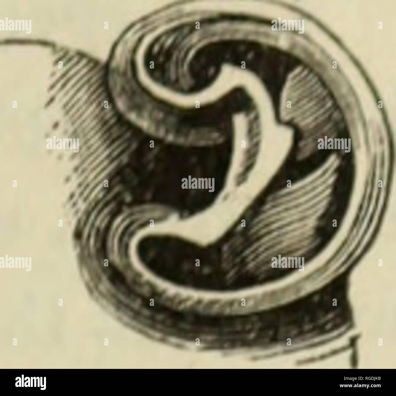 . Bulletin of the Museum of Comparative Zoology at Harvard College ...