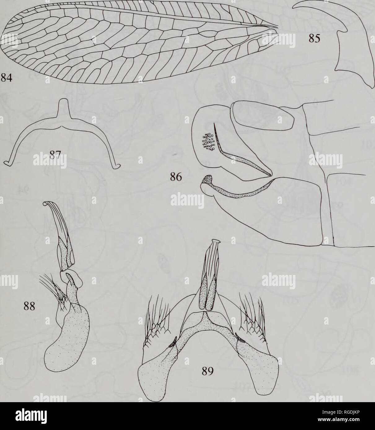 Tarsal claw hi-res stock photography and images - Alamy