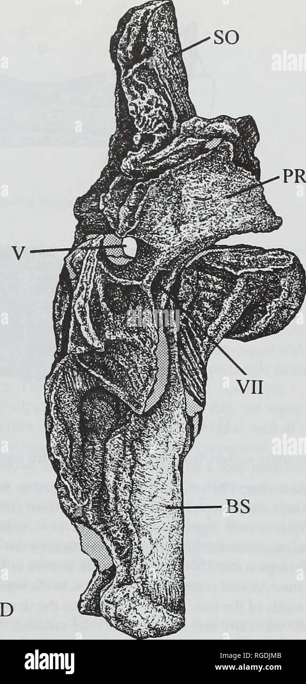 Small braincase hi-res stock photography and images - Alamy