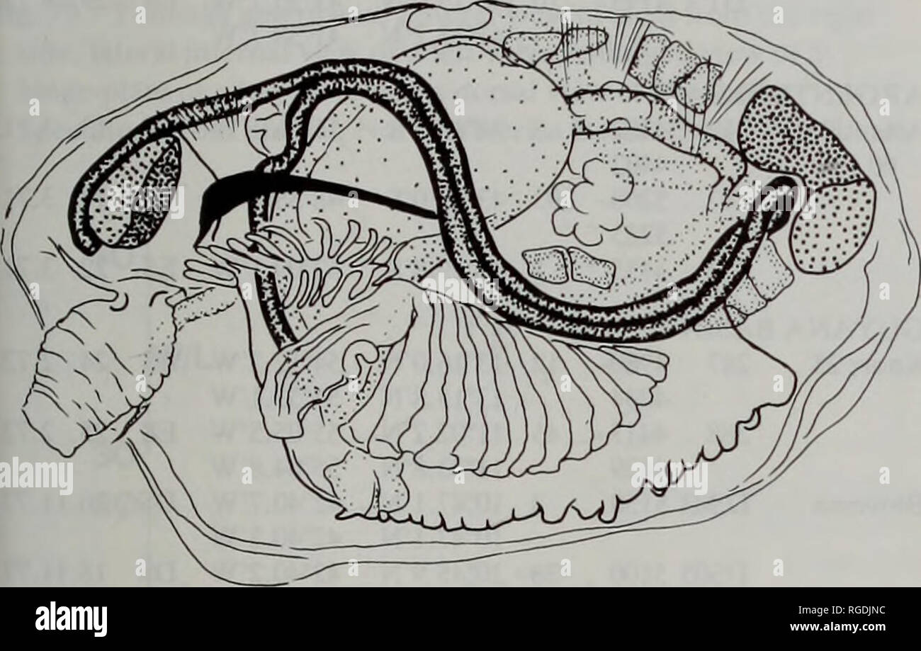. Bulletin of the Natural History Museum Zoology. DEEP-SEA ...
