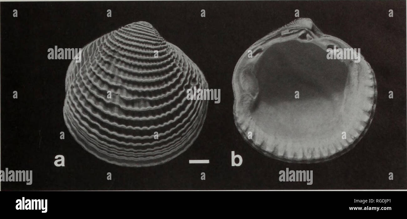 . Bulletin of the Natural History Museum Zoology. ANATOMY AND ...