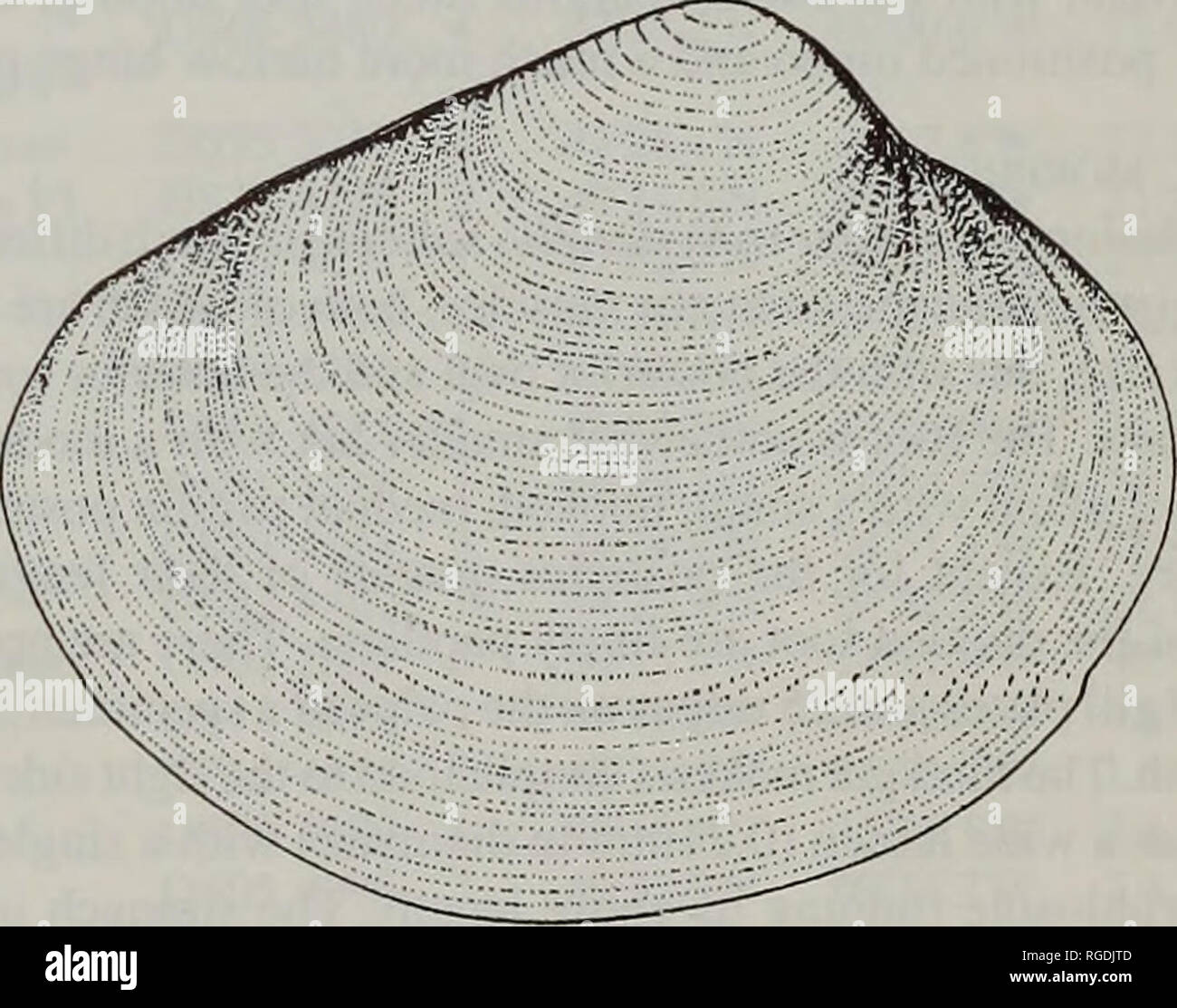 . Bulletin of the Natural History Museum Zoology. Fig. 8. Neilonella ...