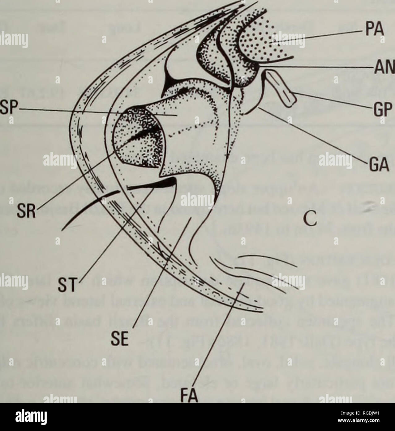 . Bulletin of the Natural History Museum Zoology. . Fig. 8. Neilonella ...