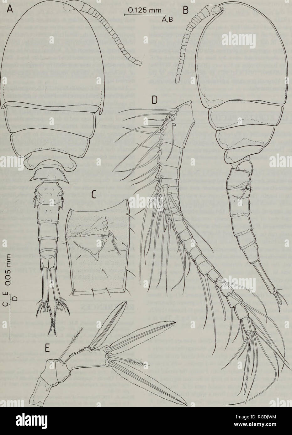 . Bulletin of the Natural History Museum Zoology. CYCLOPOIDS FROM ...