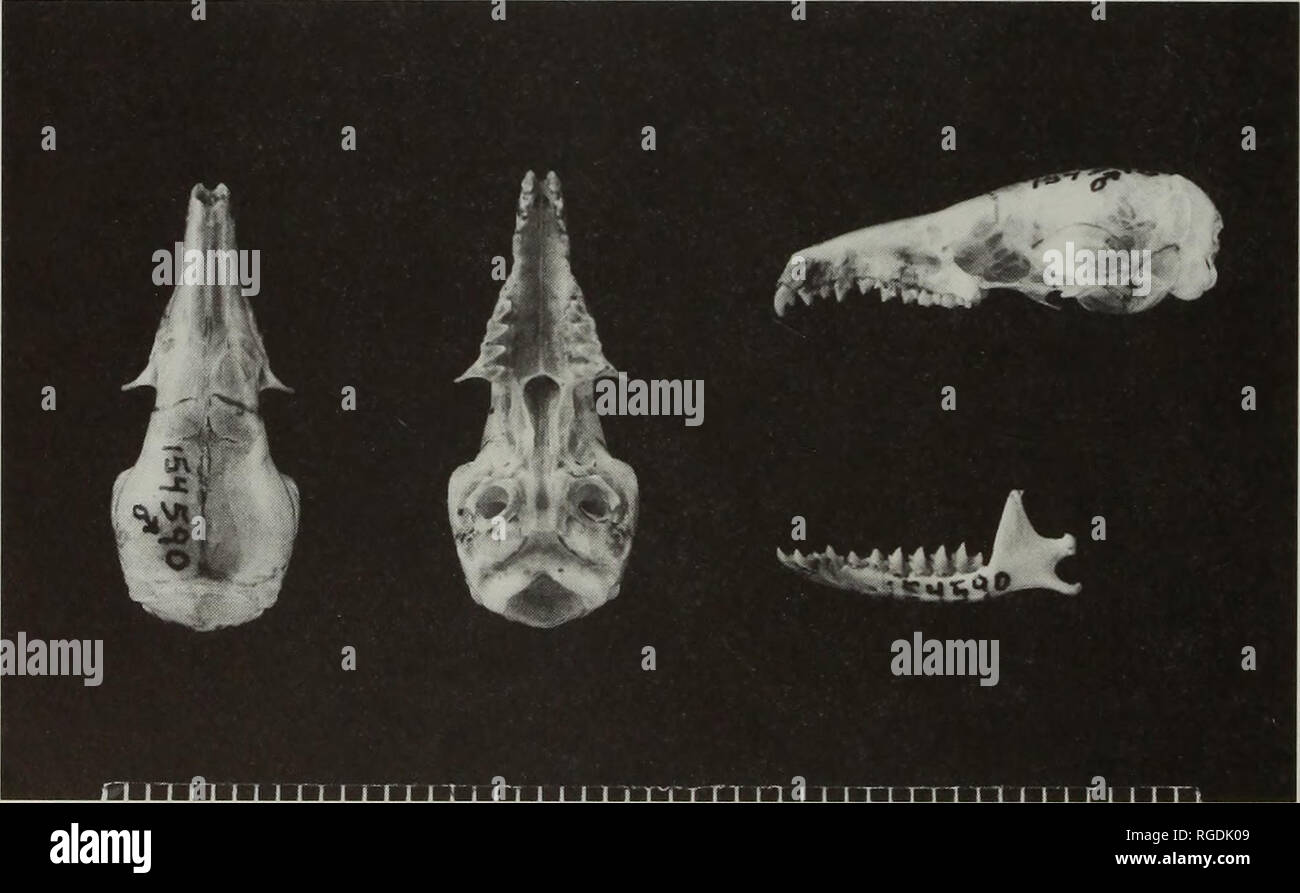 . Bulletin of the Natural History Museum Zoology. Fig. 2 Dorsal view of ...