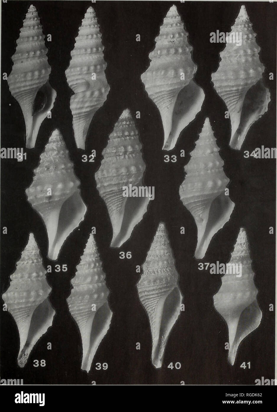 . Bulletin of the Natural History Museum Zoology. DEEP-SEA CONOIDEAN ...