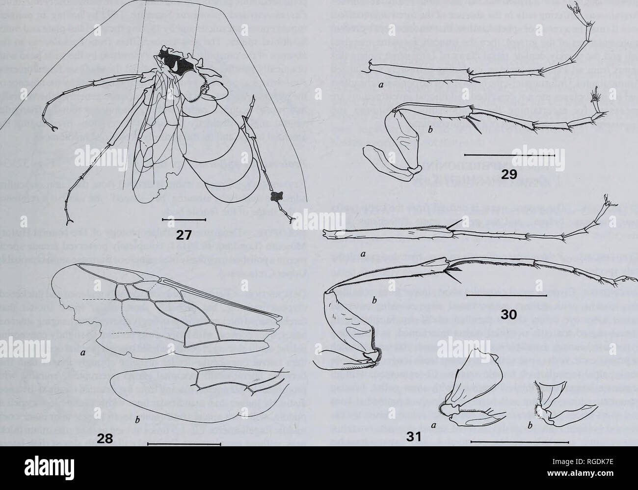 . Bulletin of the Natural History Museum Geology. DIGGER WASPS IN ...