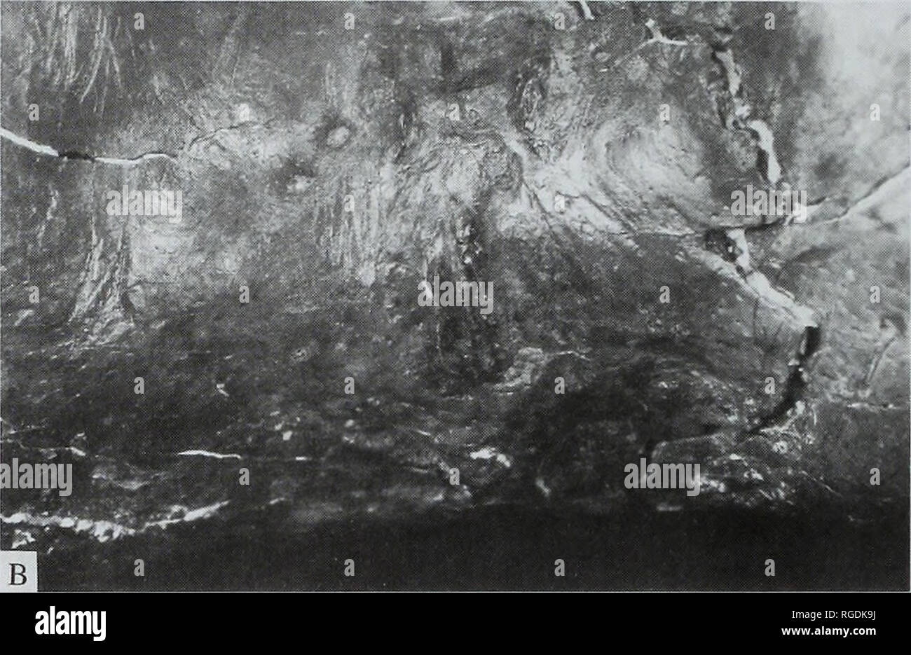 . Bulletin of the Natural Histort Museum. Geology series. H1 • ^1 MJJM ...