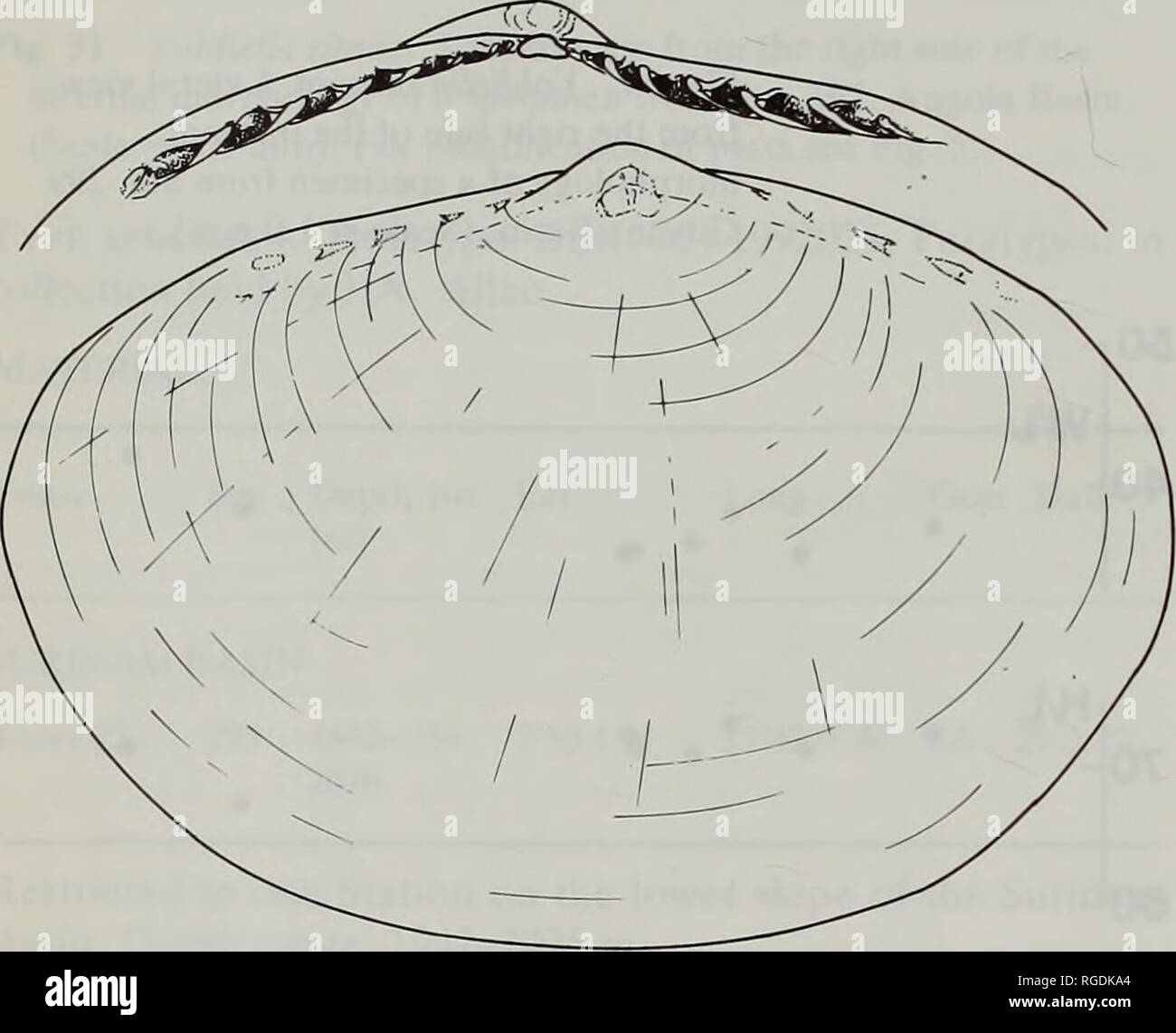 Fused gills hi-res stock photography and images - Alamy