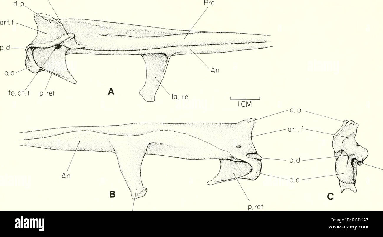 Tritylodontid hi-res stock photography and images - Alamy
