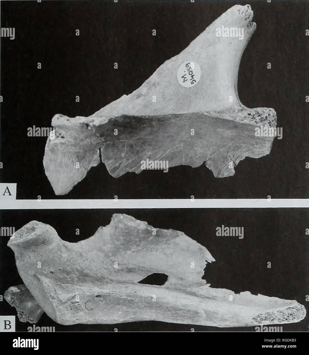 . Bulletin of the Natural Histort Museum. Geology series. CANNIBALISM ...