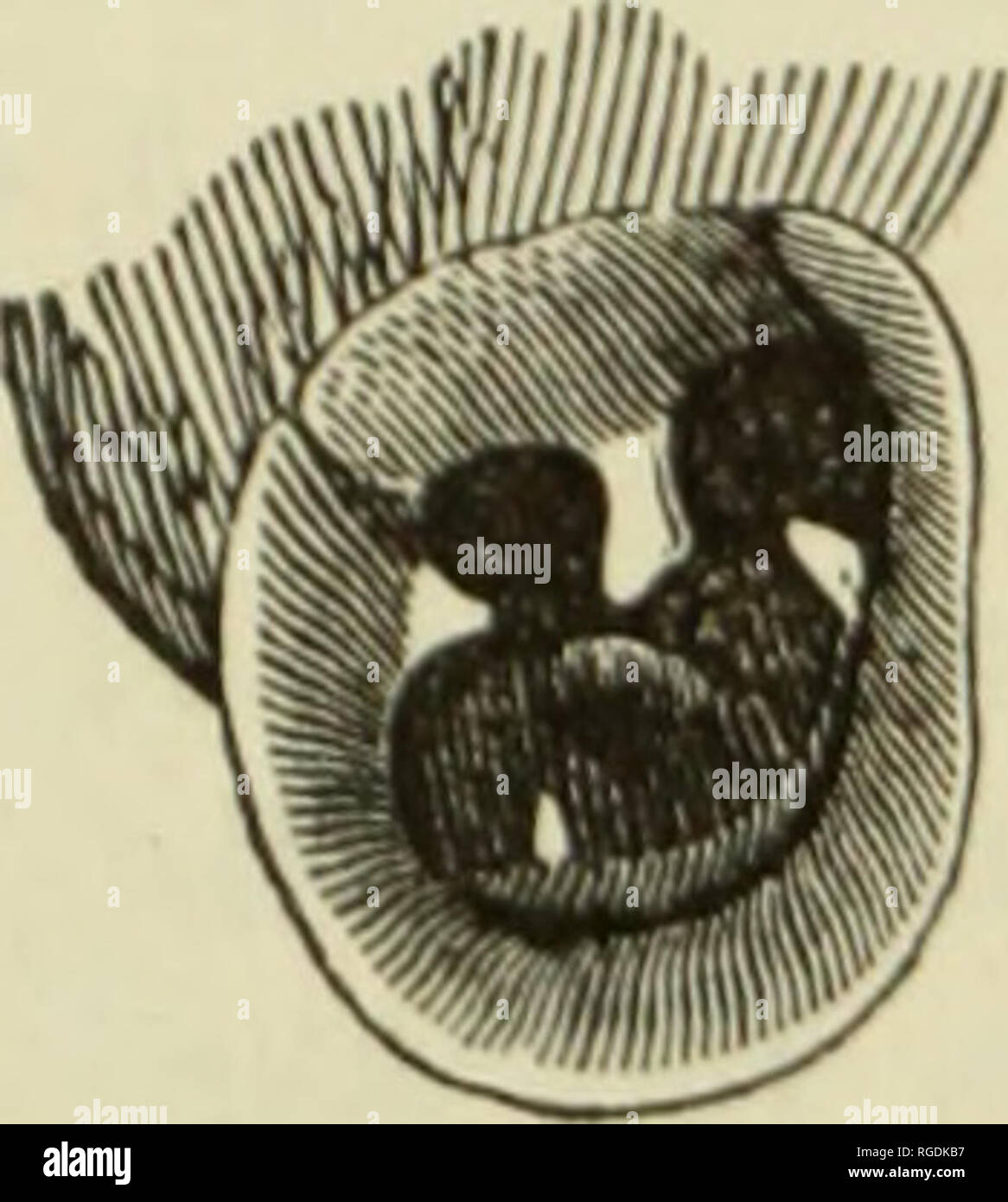 Conical tooth shape hi-res stock photography and images - Alamy