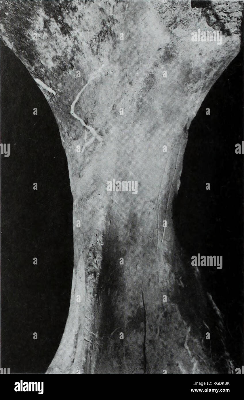 . Bulletin of the Natural Histort Museum. Geology series. Fig. 16 A ...