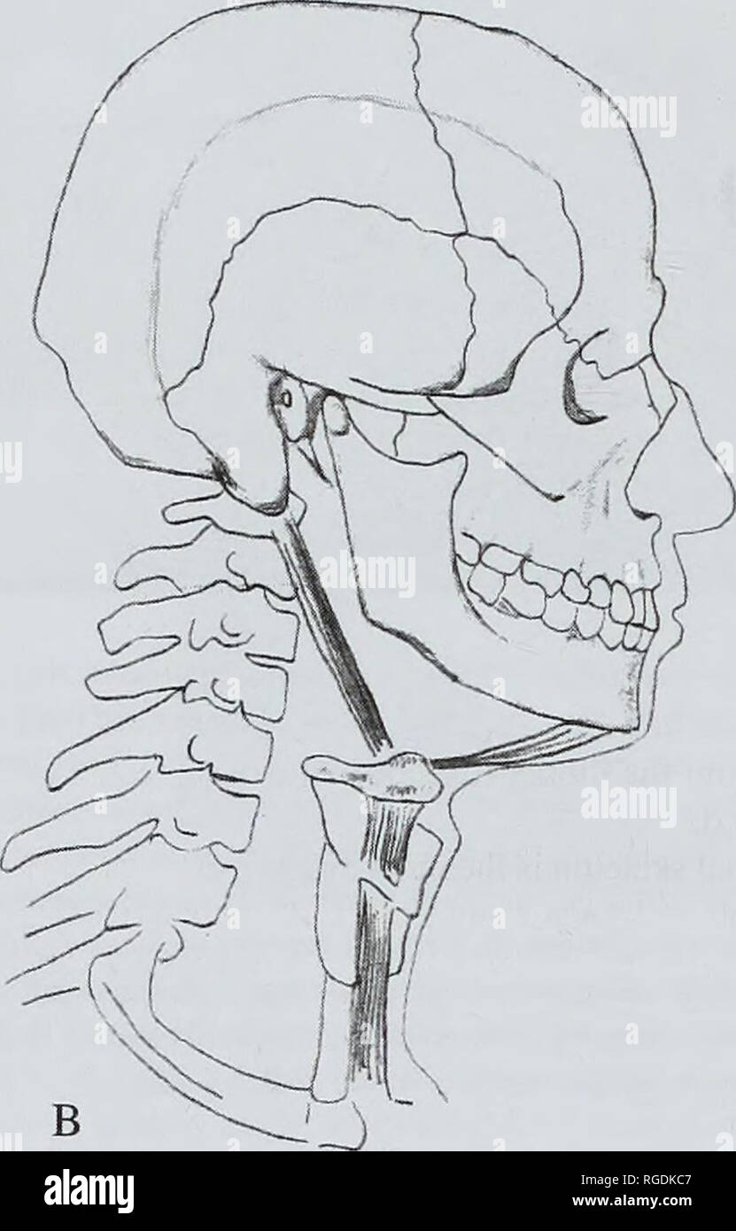 Cervical vertebra drawing hi-res stock photography and images - Alamy