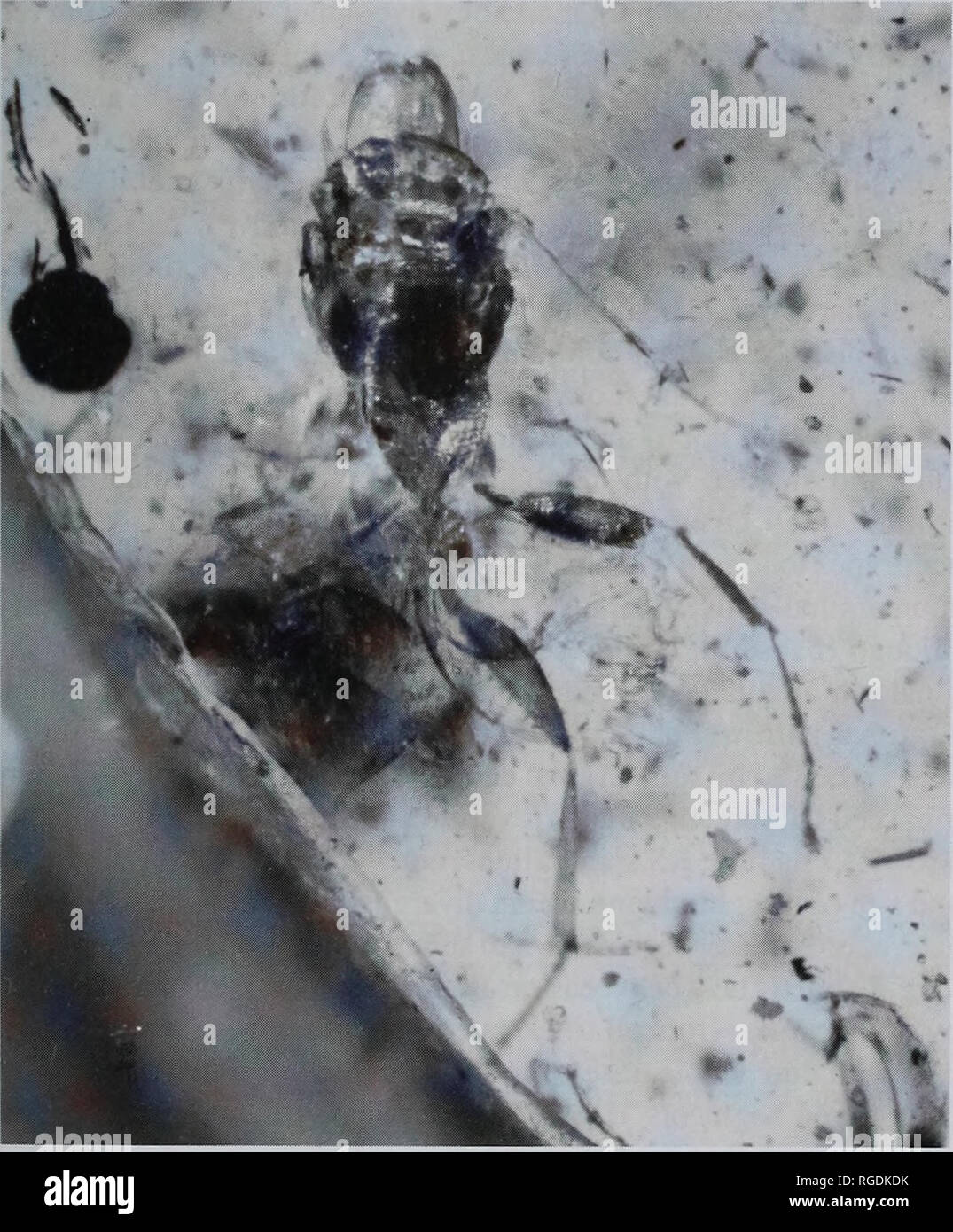 Antennal features hi-res stock photography and images - Alamy