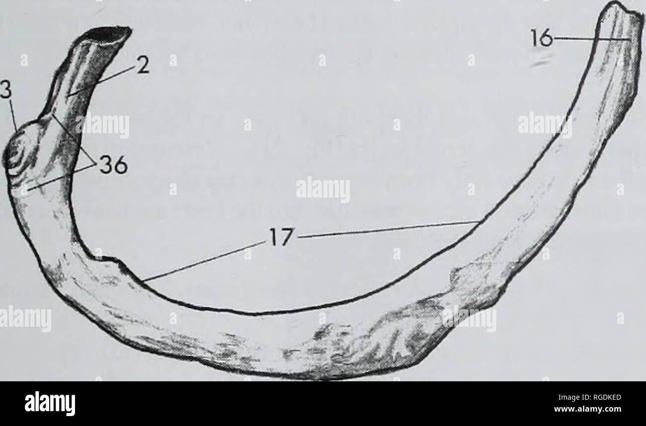 Rib end cut hi-res stock photography and images - Alamy
