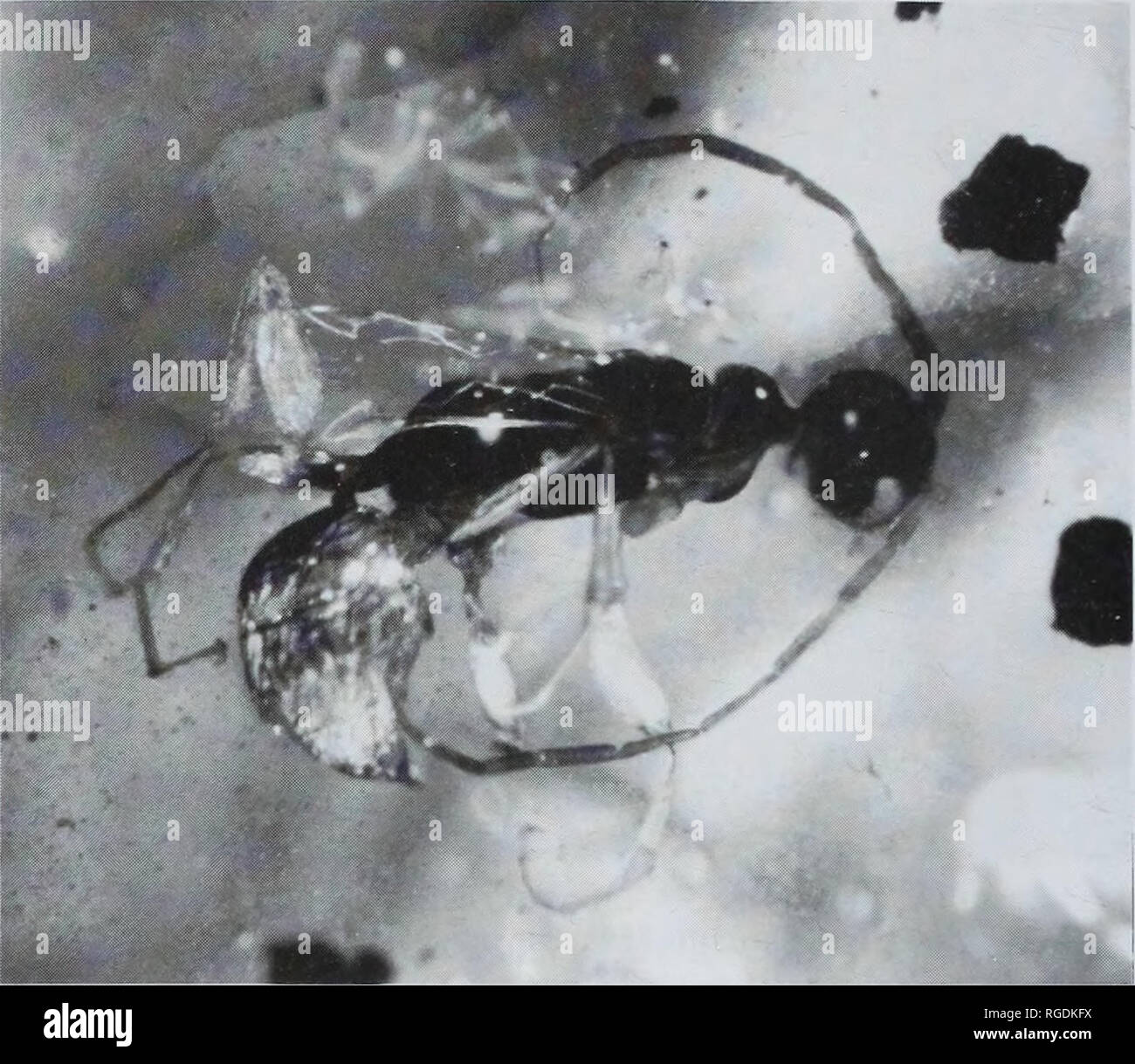 . Bulletin of the Natural History Museum Geology. 64 A.V. ANTROPOV cell ...