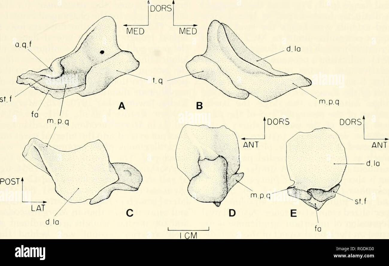 Greater palatine foramen hi-res stock photography and images - Alamy