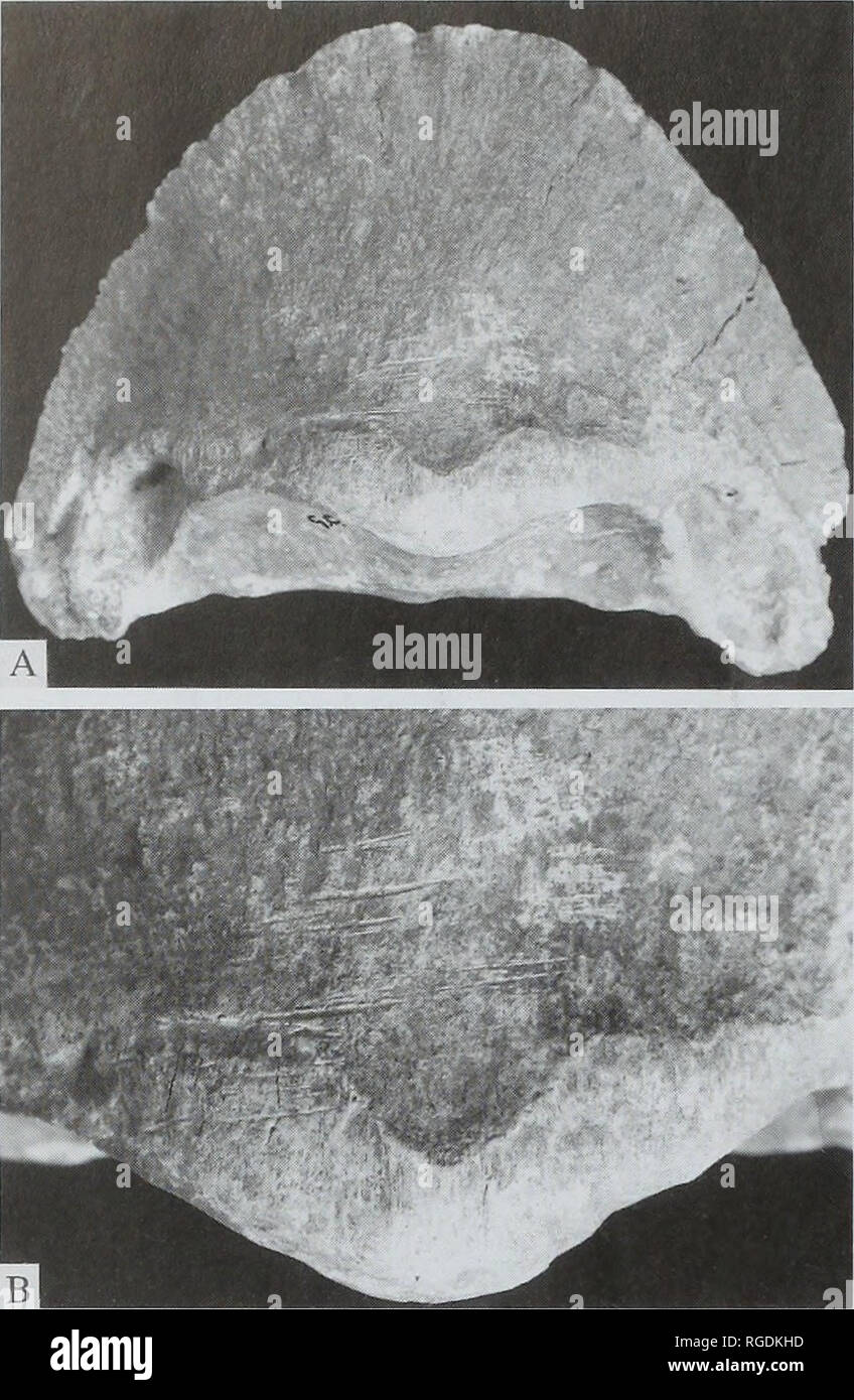. Bulletin of the Natural Histort Museum. Geology series. 70 P. ANDREWS ...