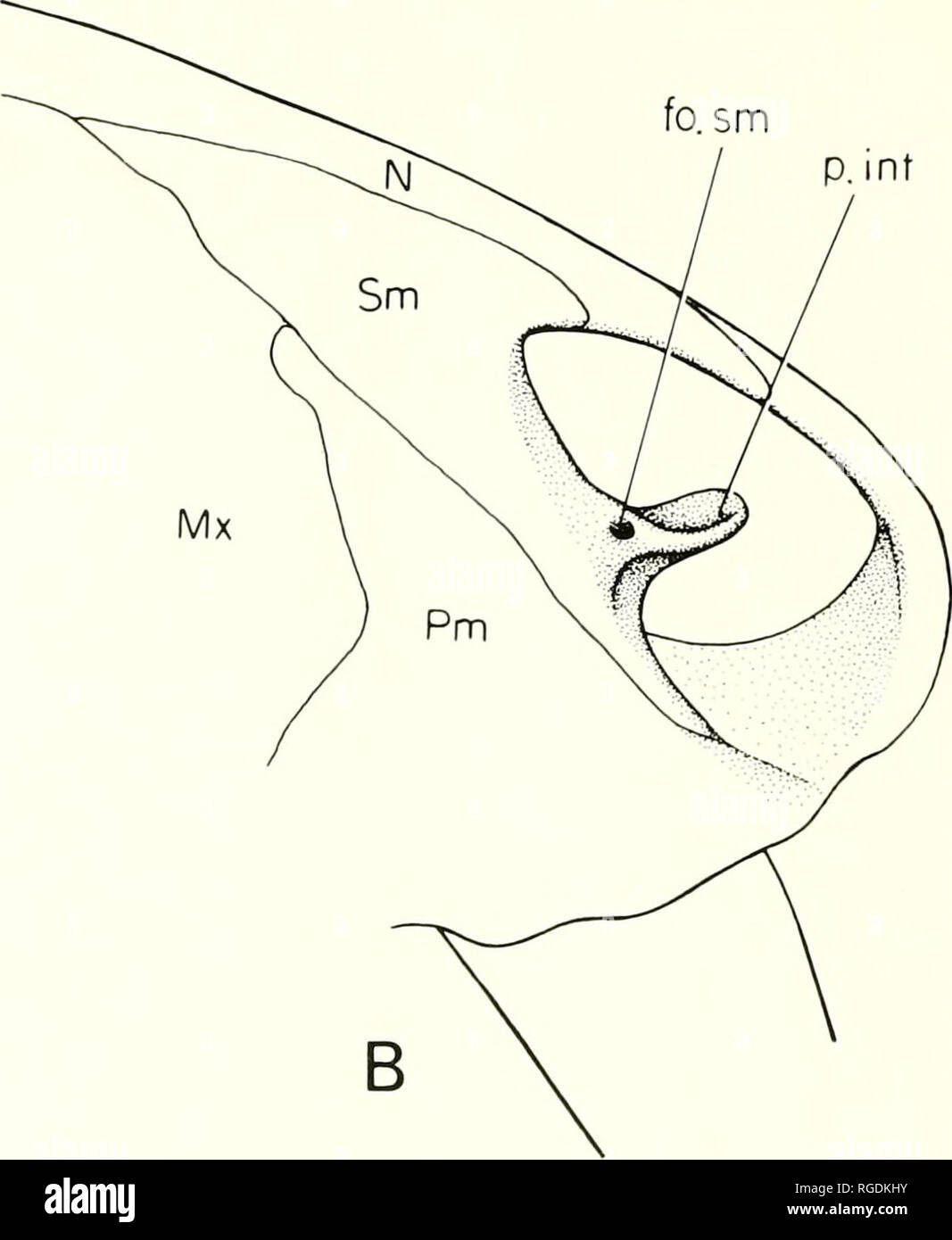 Anterolateral view hi-res stock photography and images - Alamy