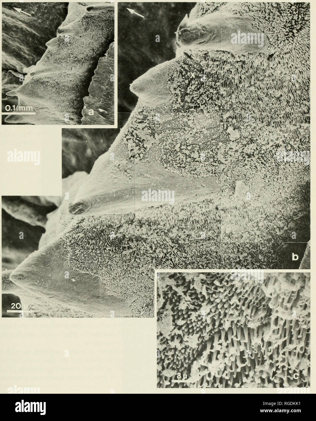 . Bulletin of the Museum of Comparative Zoology at Harvard College ...