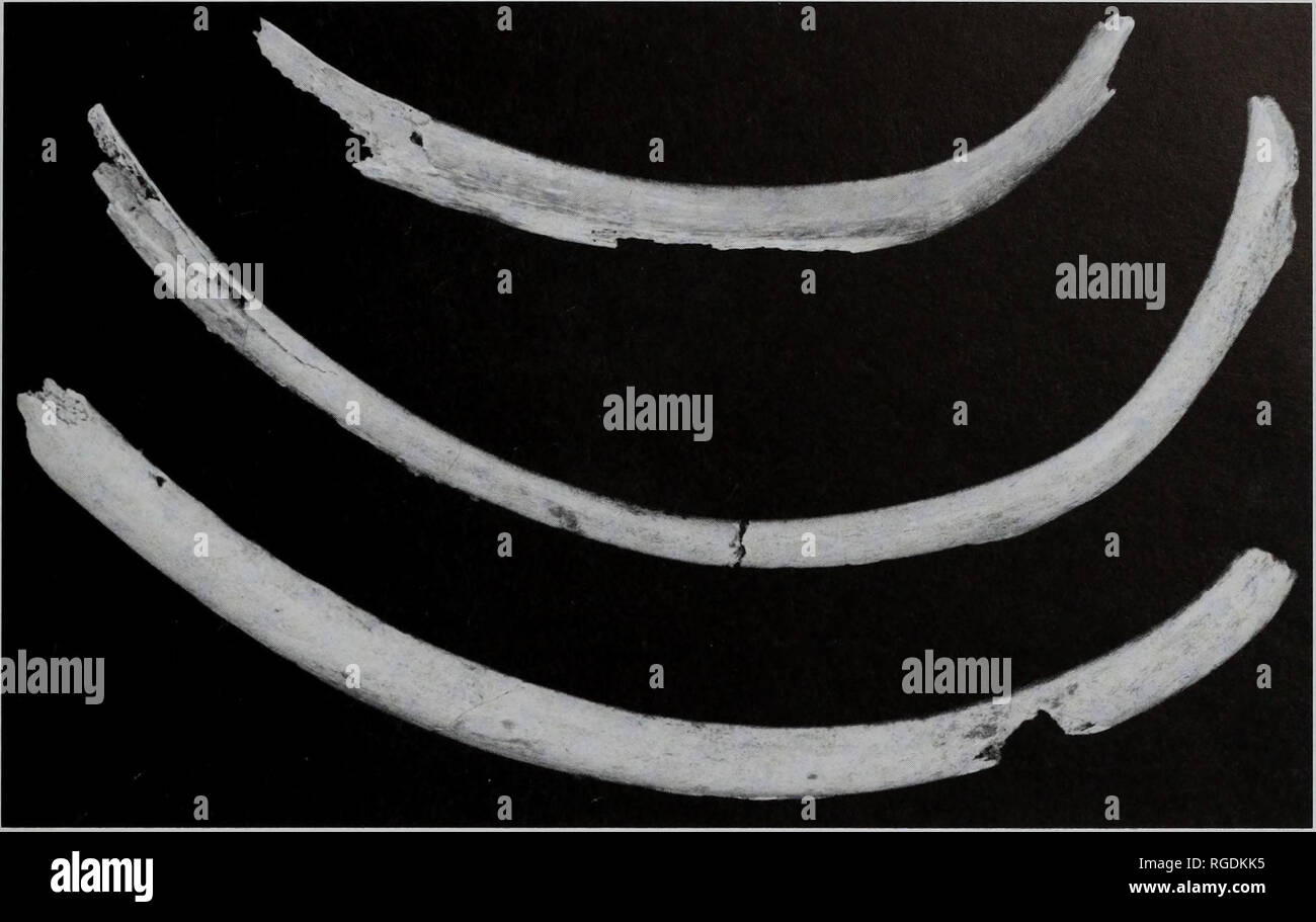 . Bulletin of the Natural History Museum Geology. CRESWELLIAN HUMAN ...