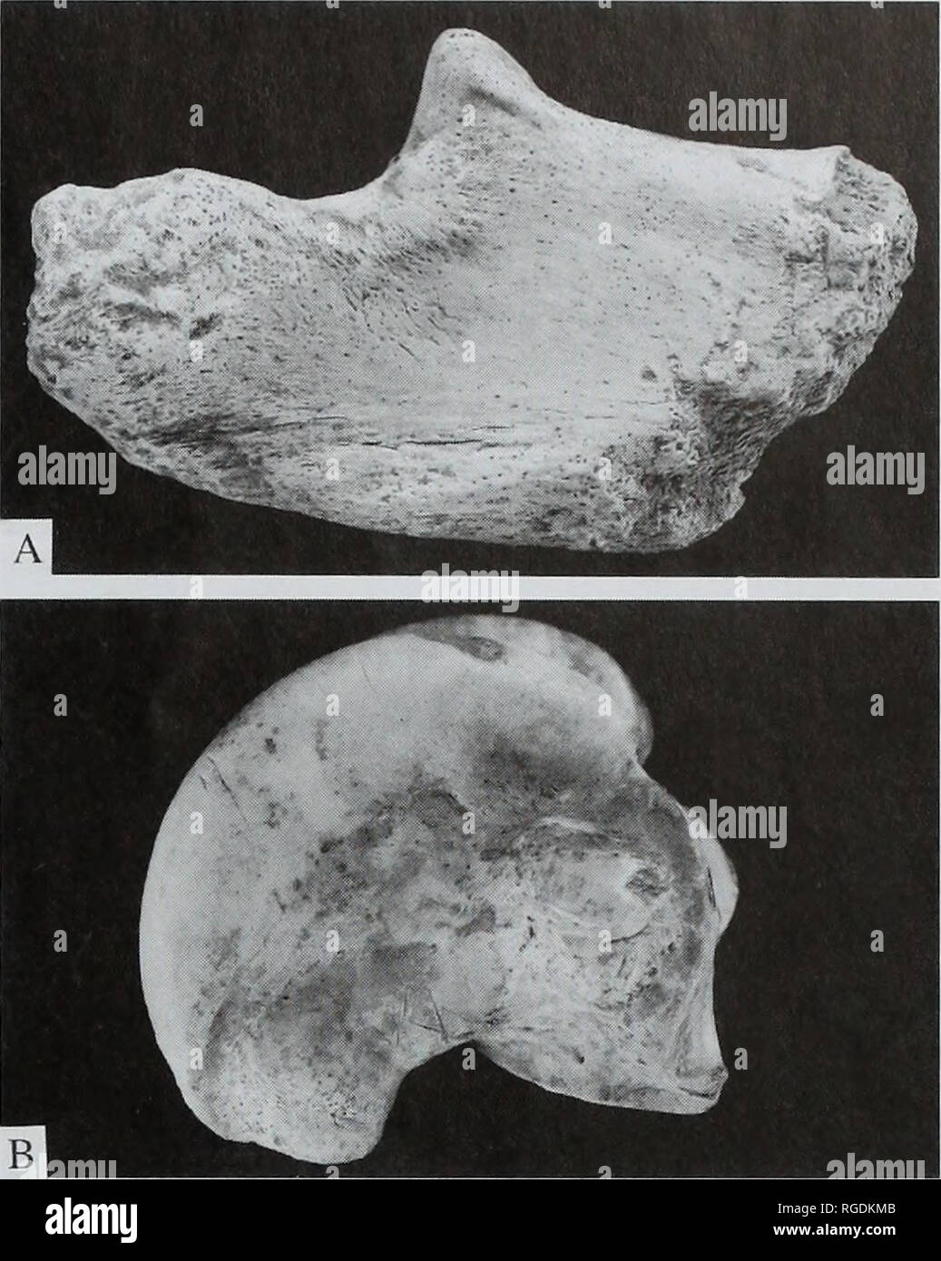 . Bulletin of the Natural Histort Museum. Geology series. CANNIBALISM ...