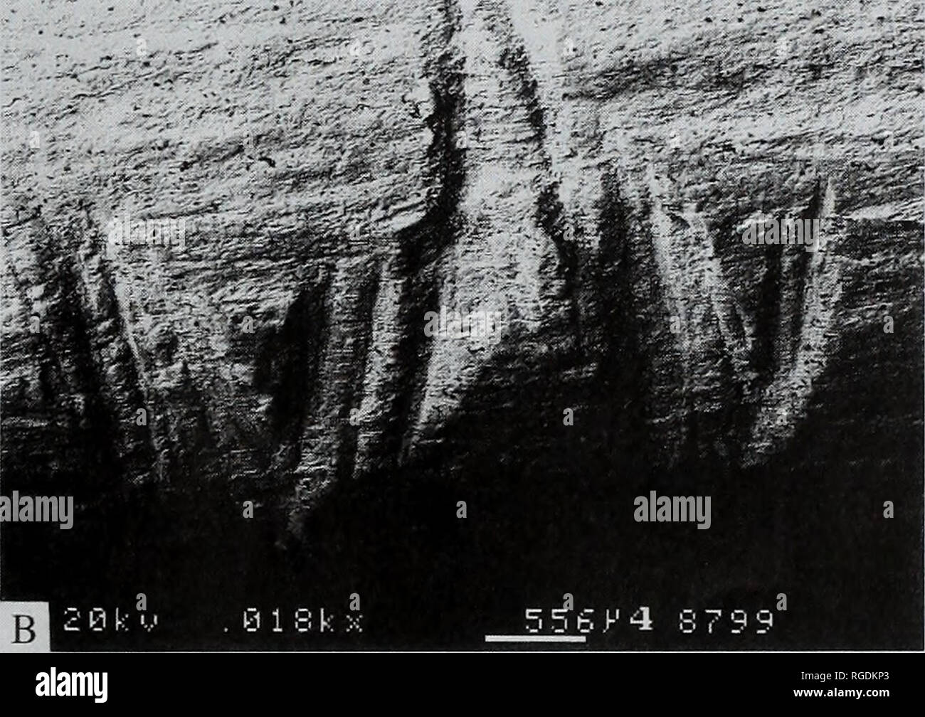 . Bulletin of the Natural Histort Museum. Geology series. 3&&%t&'-^ %t ...