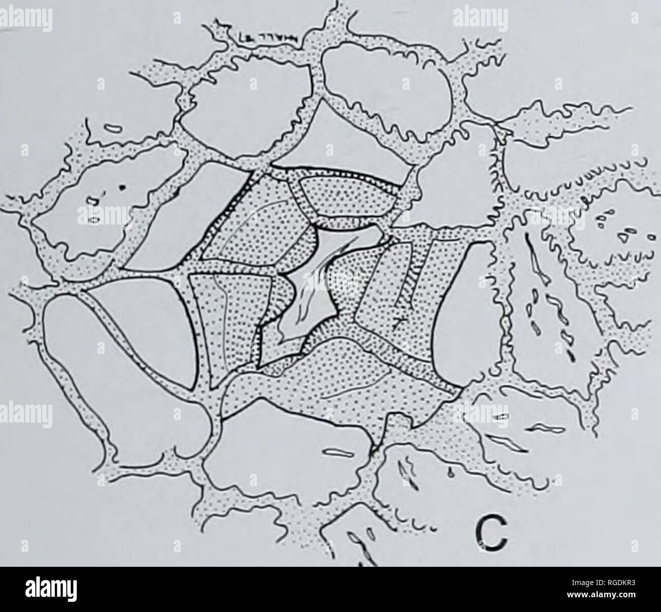 Subsidiary cells hi-res stock photography and images - Alamy